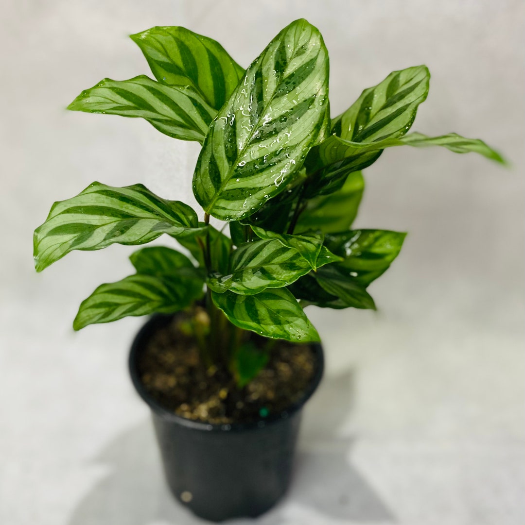 Calathea Assorted 4 Grower Pot - Etsy Canada