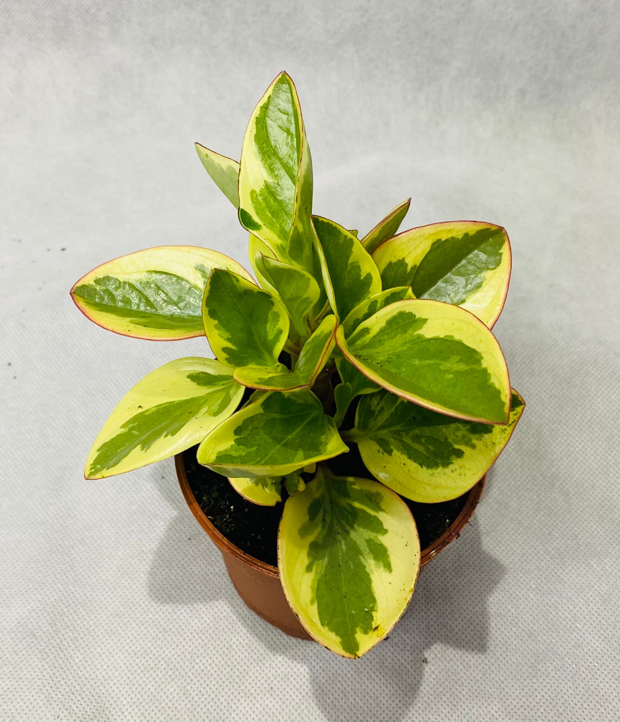 Peperomia Bundle assorted - Etsy Canada