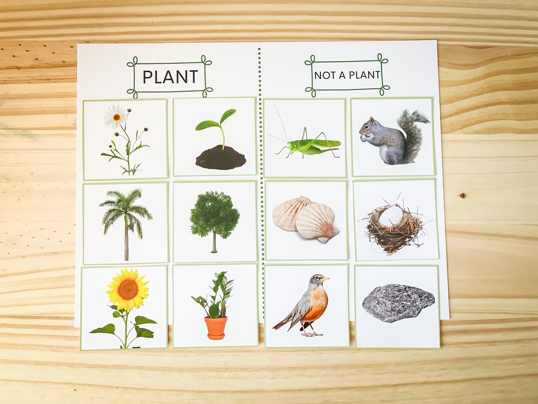Plant/not a Plant Sorting Activity Printable - Etsy