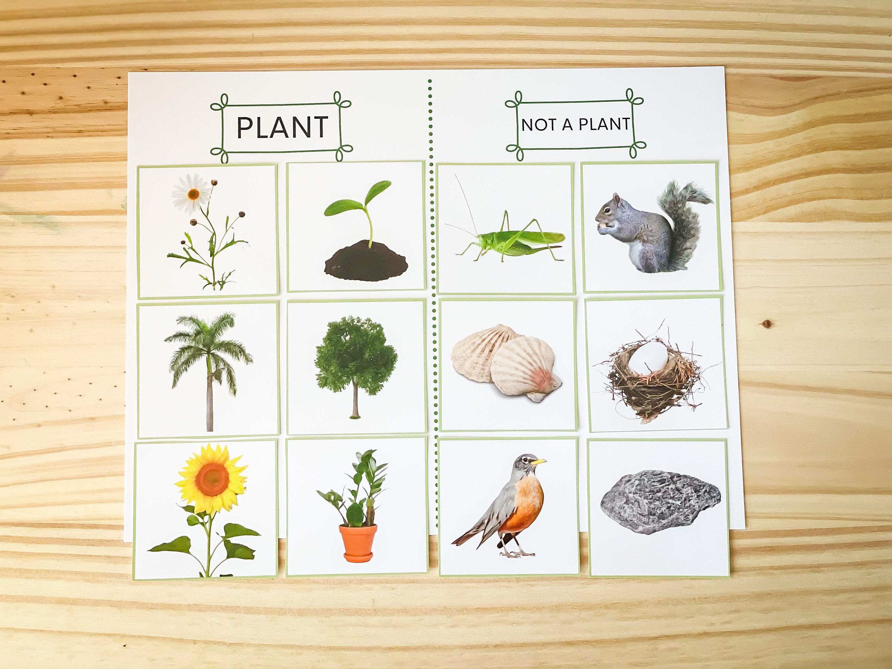 Plant/not a Plant Sorting Activity Printable - Etsy