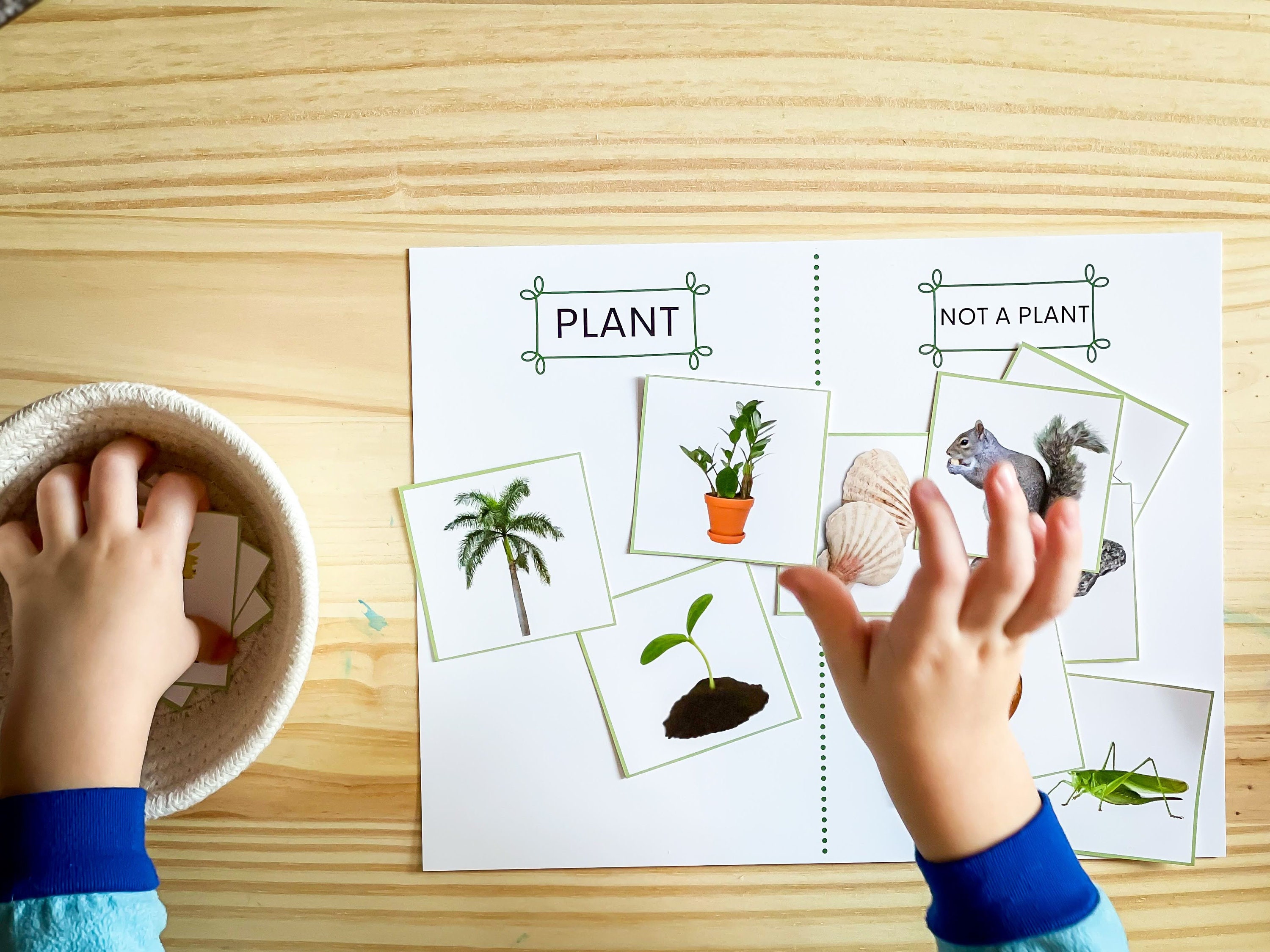 Plant/not a Plant Sorting Activity Printable - Etsy