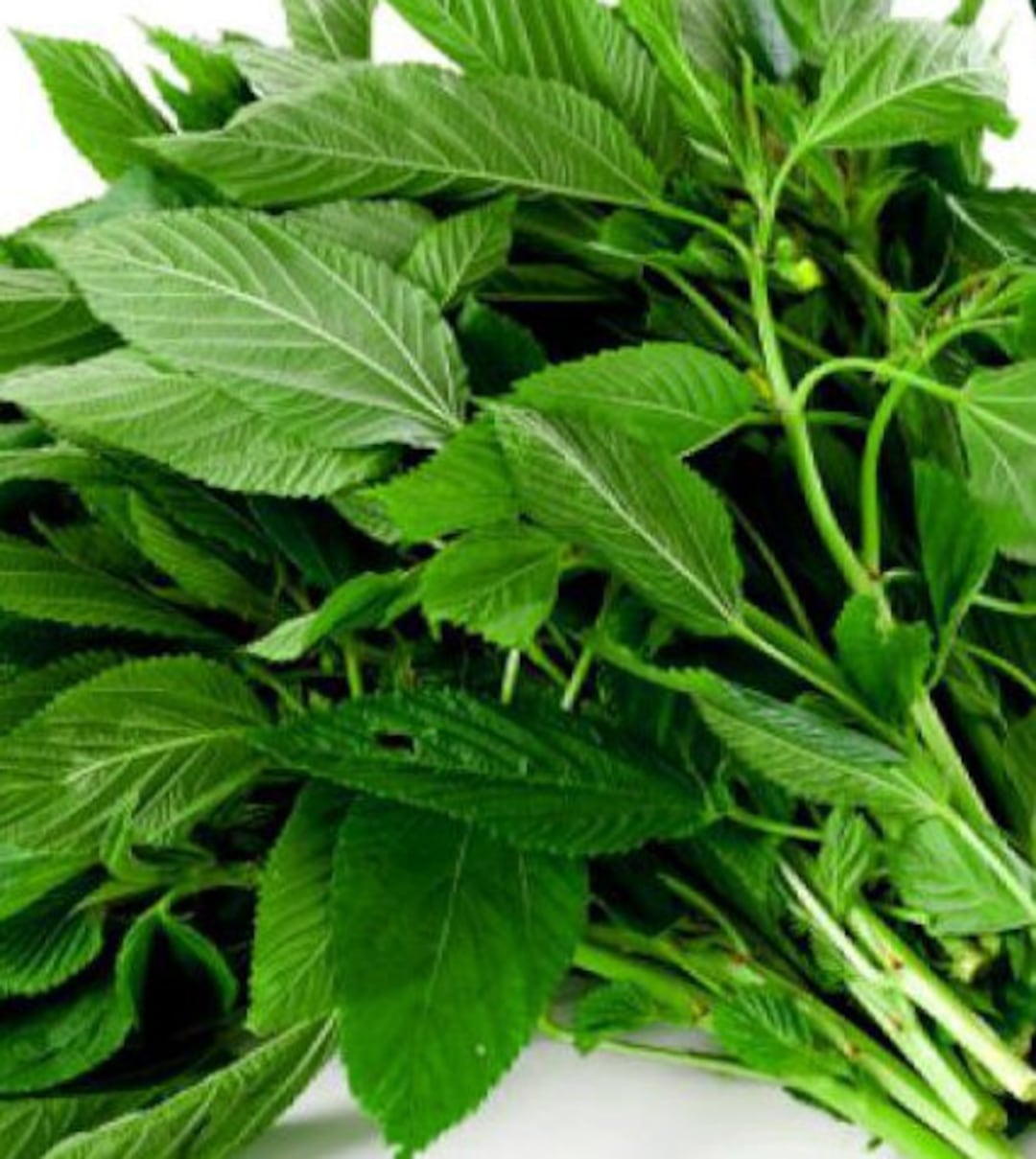 200+ Seeds Green Jute, Rau Day Xanh, Egyptian Spinach Seeds - Rau Day ...