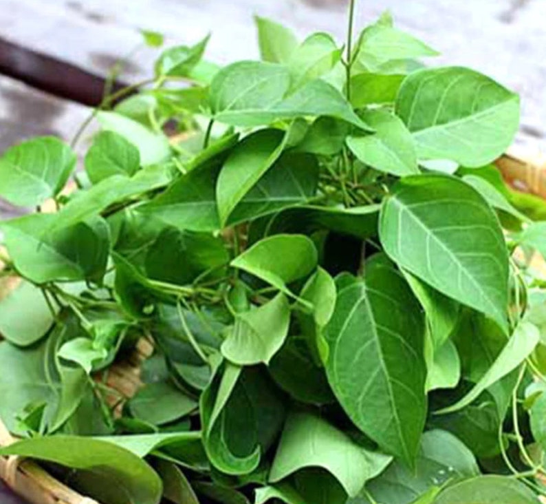La Giang, River Leaf Vine, Perennial Vinning Herb, Aganonerion ...