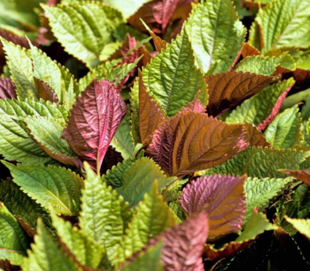 200+ Perilla Seeds, Vietnamese Perilla, Tia To, Shiso, Perilla ...