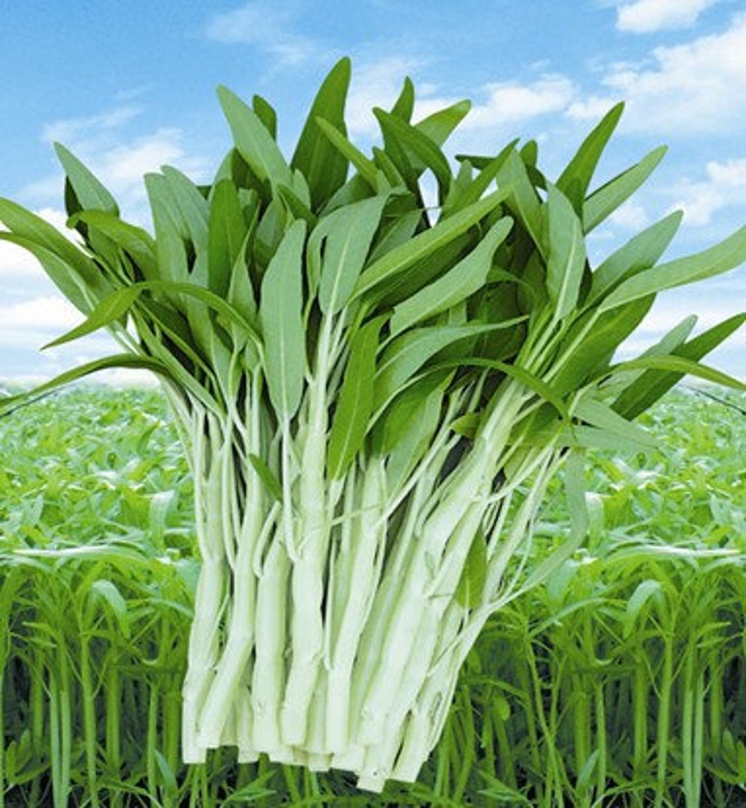 500+ SEEDS White Stem Water Spinach | Ong Choy | Kong Xin Cai | Rau ...