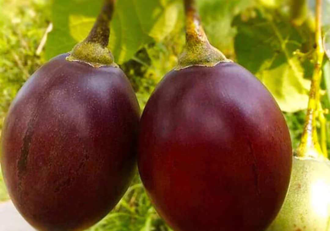 Solanum Betaceum, Red Tamarillo, Tree Tomato, 50 Seeds - Etsy