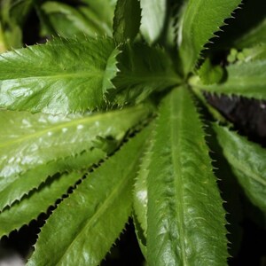 1000+ Culantro Seeds,ngo Gai, Mexican Coriander, Shadow Beni Benhi ...