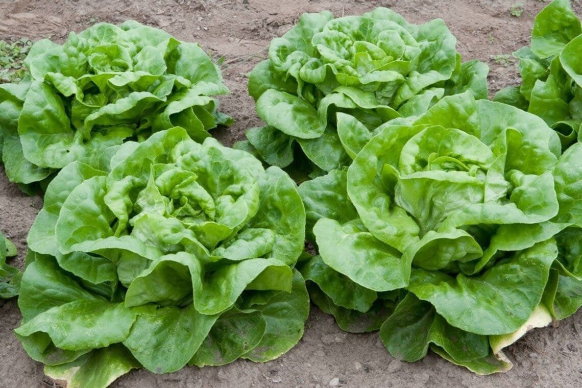 200+ Butterhead Lettuce Organic Seeds, Xa Lach Bup Hat Giong - Etsy