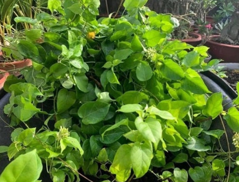 La Giang, River Leaf Vine, Perennial Vinning Herb, Aganonerion ...
