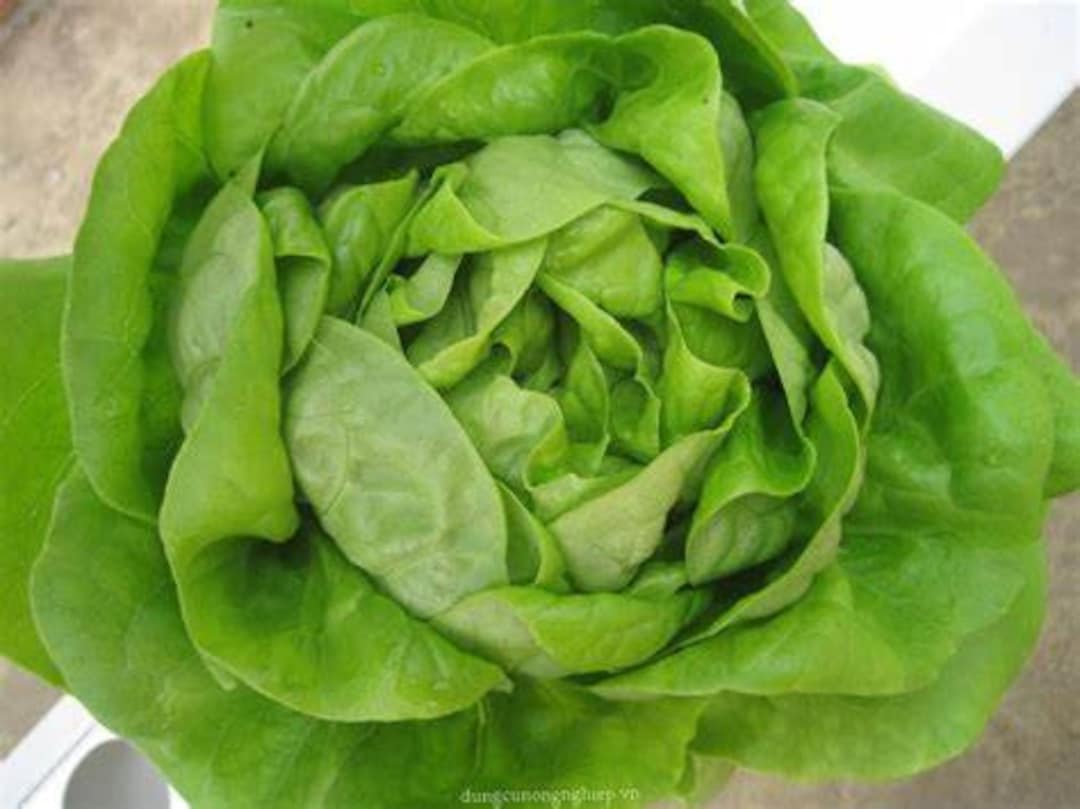 200+ Butterhead Lettuce Organic Seeds, Xa Lach Bup Hat Giong - Etsy