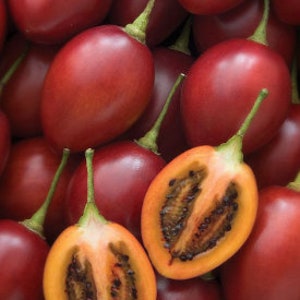 Solanum Betaceum, Red Tamarillo, Tree Tomato, 50 Seeds - Etsy