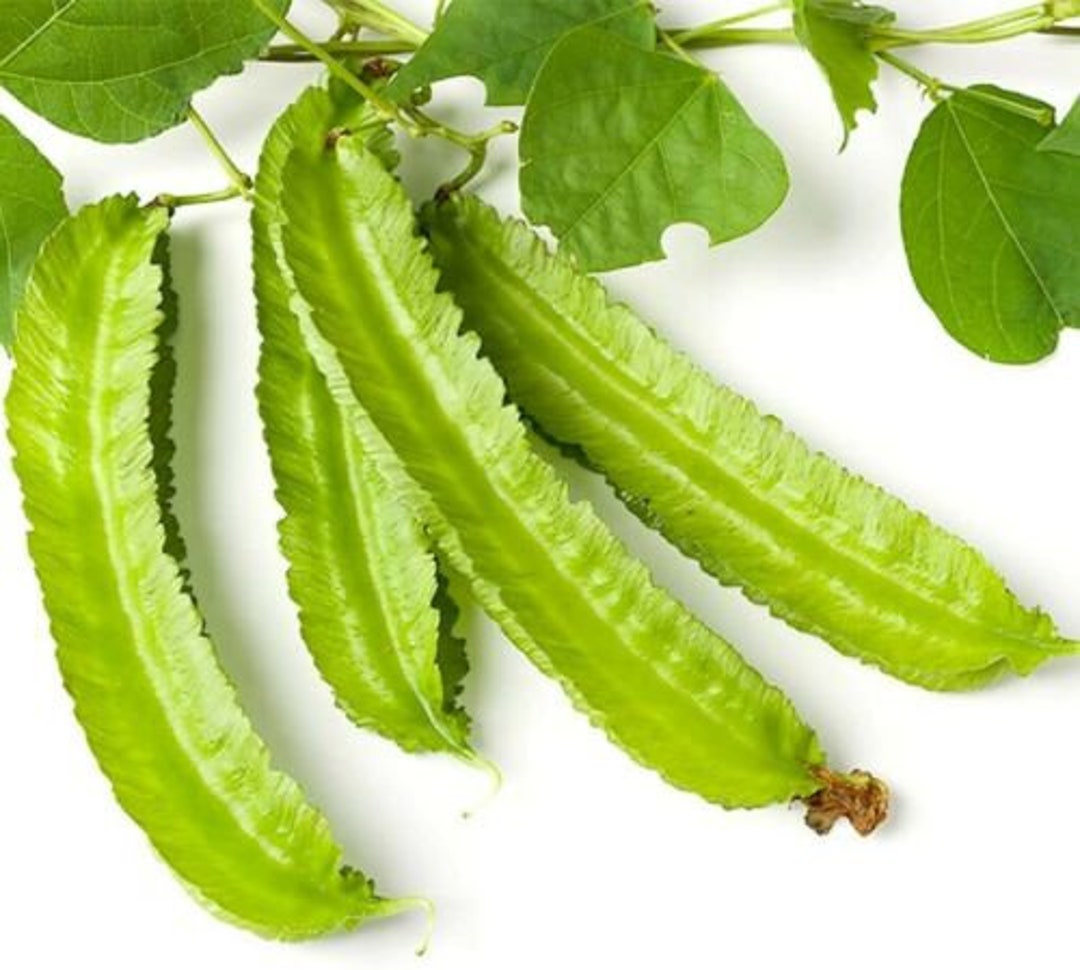 Winged Bean Seeds | Asparagus, Dragon Bean Variety - Etsy