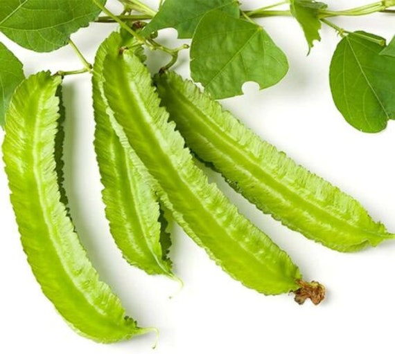 Winged Bean Seeds/ Asparagus Bean/ Dragon Bean/ Dau Rong - Etsy