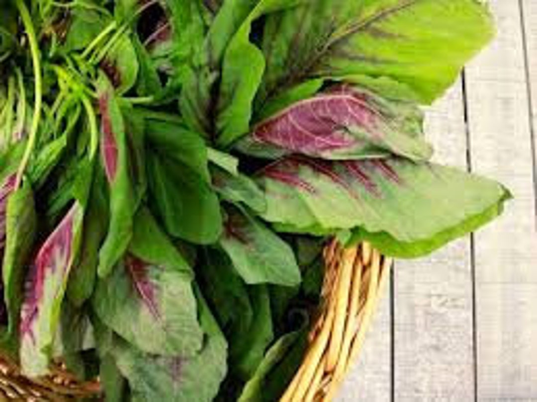 1000+ Seeds Red Stripes Amaranth, Yin Choi, Chinese Spinach, Amaranthus ...