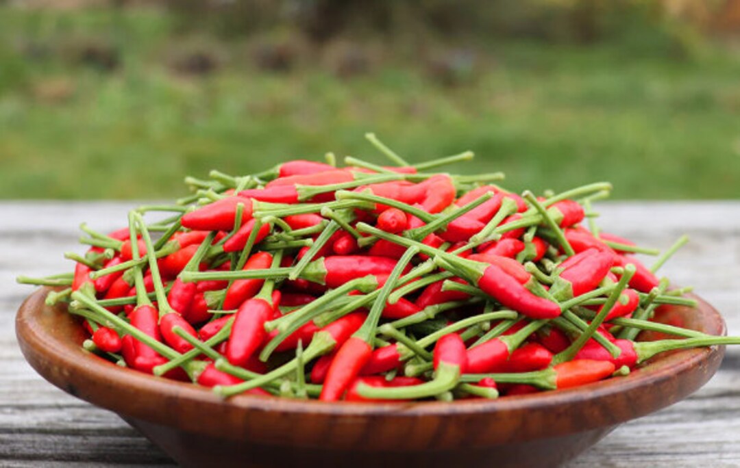 50+ Thailand Bird Eye Hot Pepper Seeds, Chili Seeds - Etsy