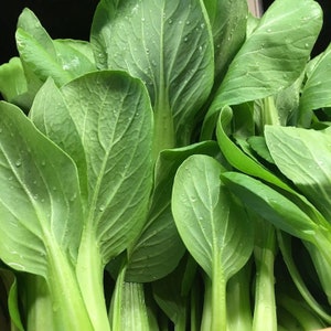 2000+ Seeds Green Stem Pak Choi, Shanghai Green Pak Choy, - Etsy