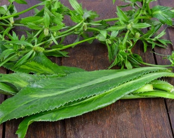 Aji Dulce Red Sweet Venezuelan National Pepper Premium Seed - Etsy