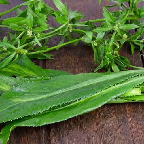 1000 Culantro Seedsngo Gai Mexican Coriander Shadow Beni - Etsy