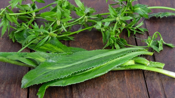 200 Culantro Seedsngo Gai Mexican Coriander Shadow Beni - Etsy