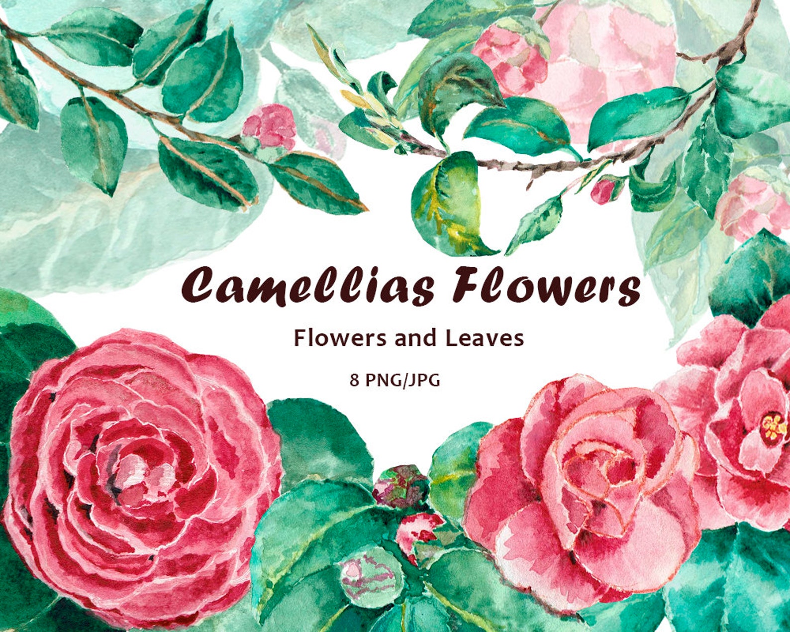 Camellia Clipart Pink Watercolor Floral Clipart Birthday - Etsy