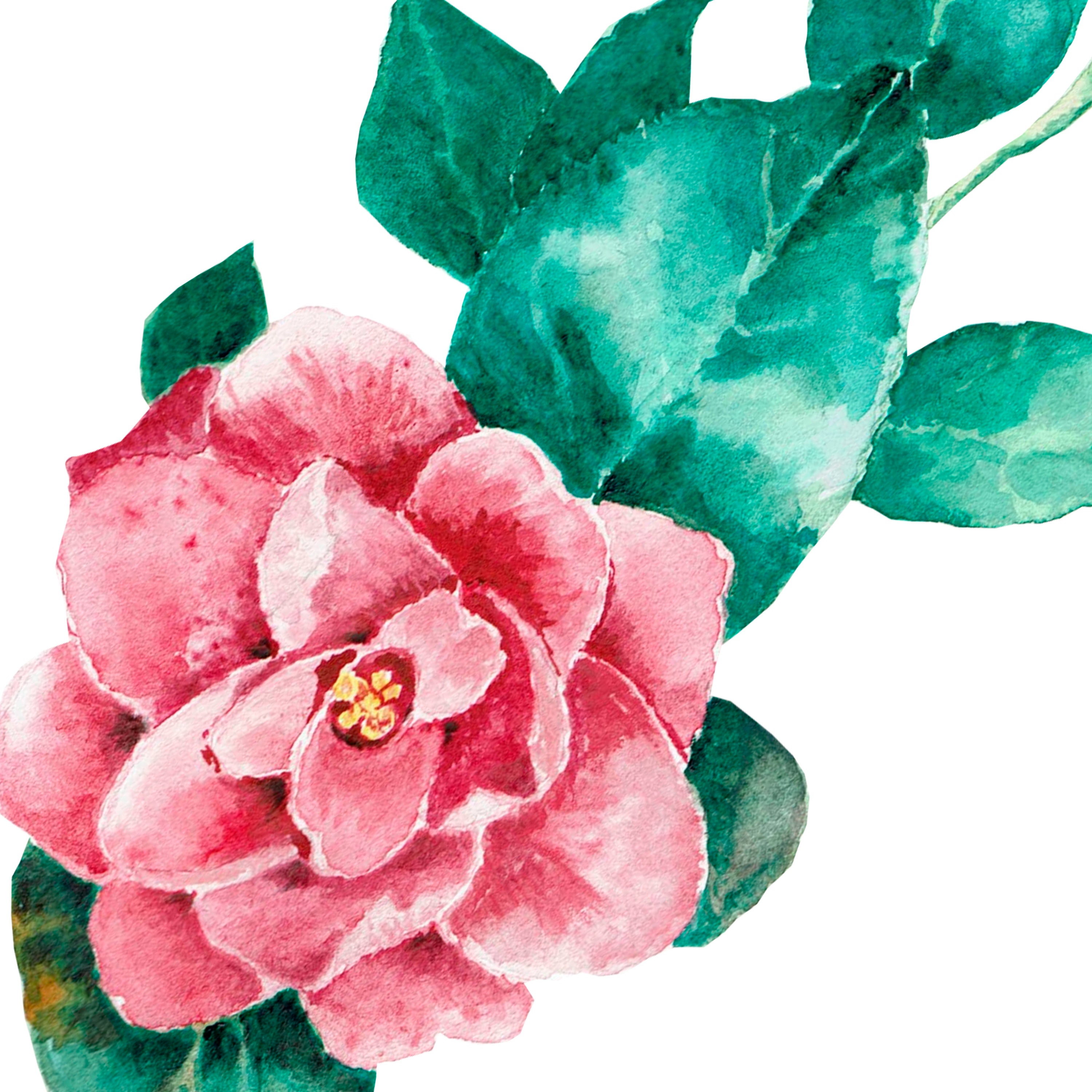 Camellia Clipart Pink Watercolor Floral Clipart Birthday - Etsy