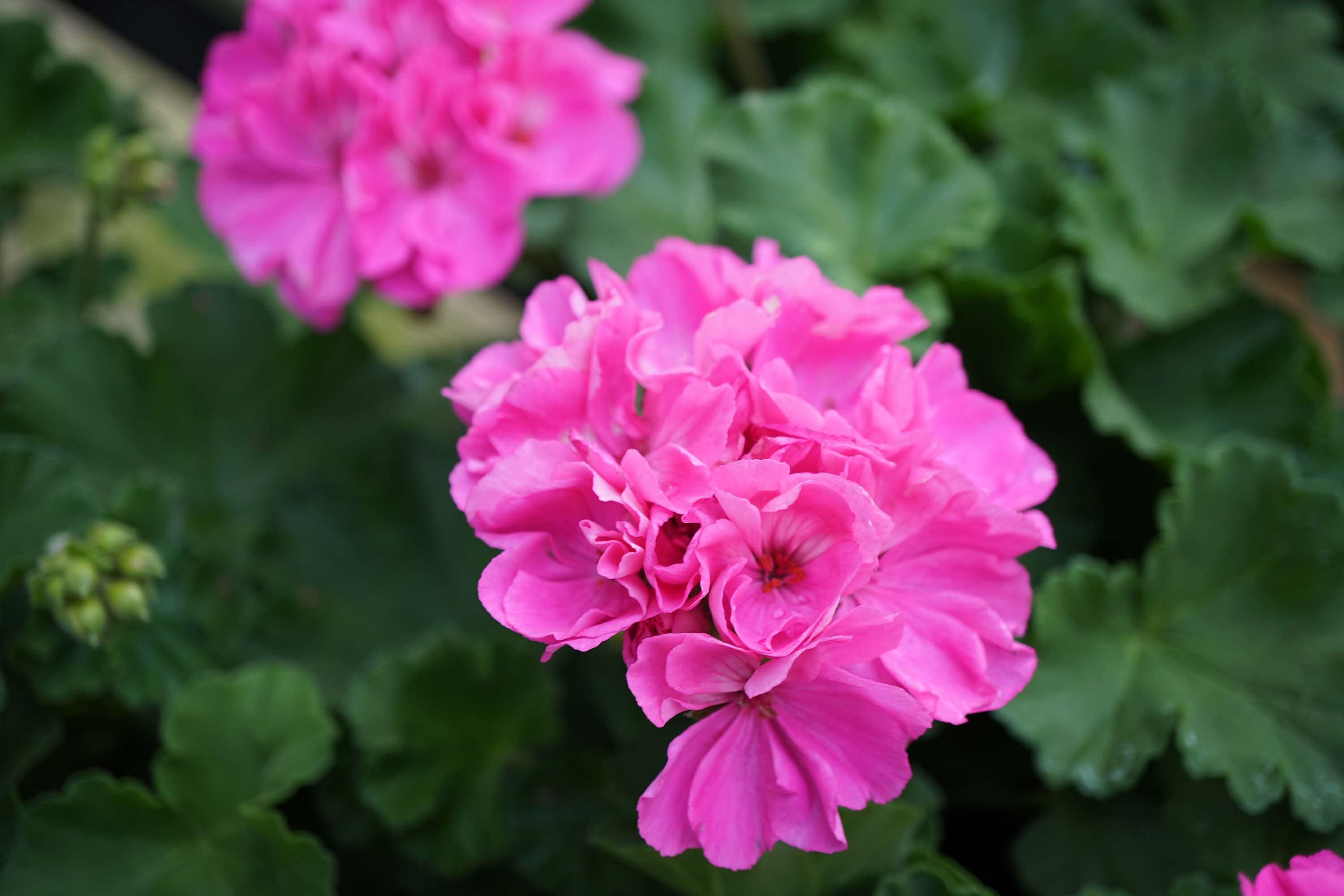 Pelargonium Hortorum