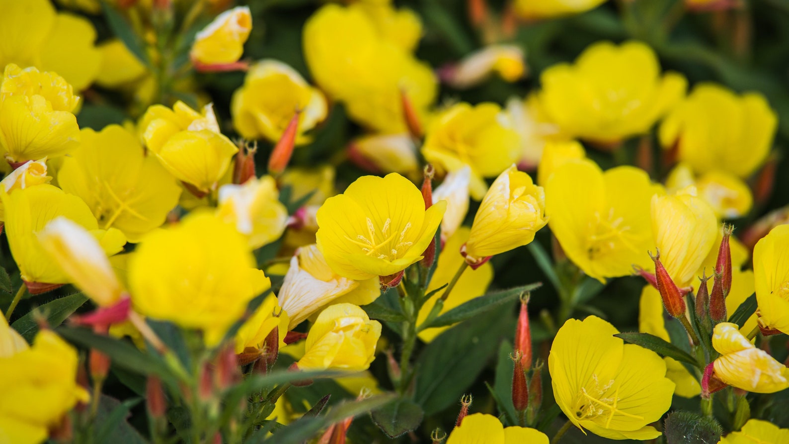Missouri Evening Primrose/ozark Sundrop 25 Seeds Non GMO | Etsy