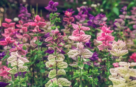 Outdoor & Gardening Annual Clary 100 seeds mixed colours non GMO Home ...