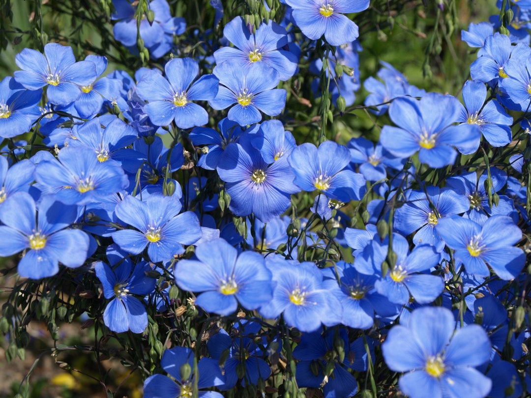 Lin vivace/fleurs de lin bleu/Linum Perenne 100 graines sans OGM - Etsy ...