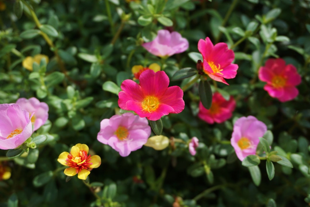 Moss Rose Mix Colores 500 Semillas Non GMO - Etsy España