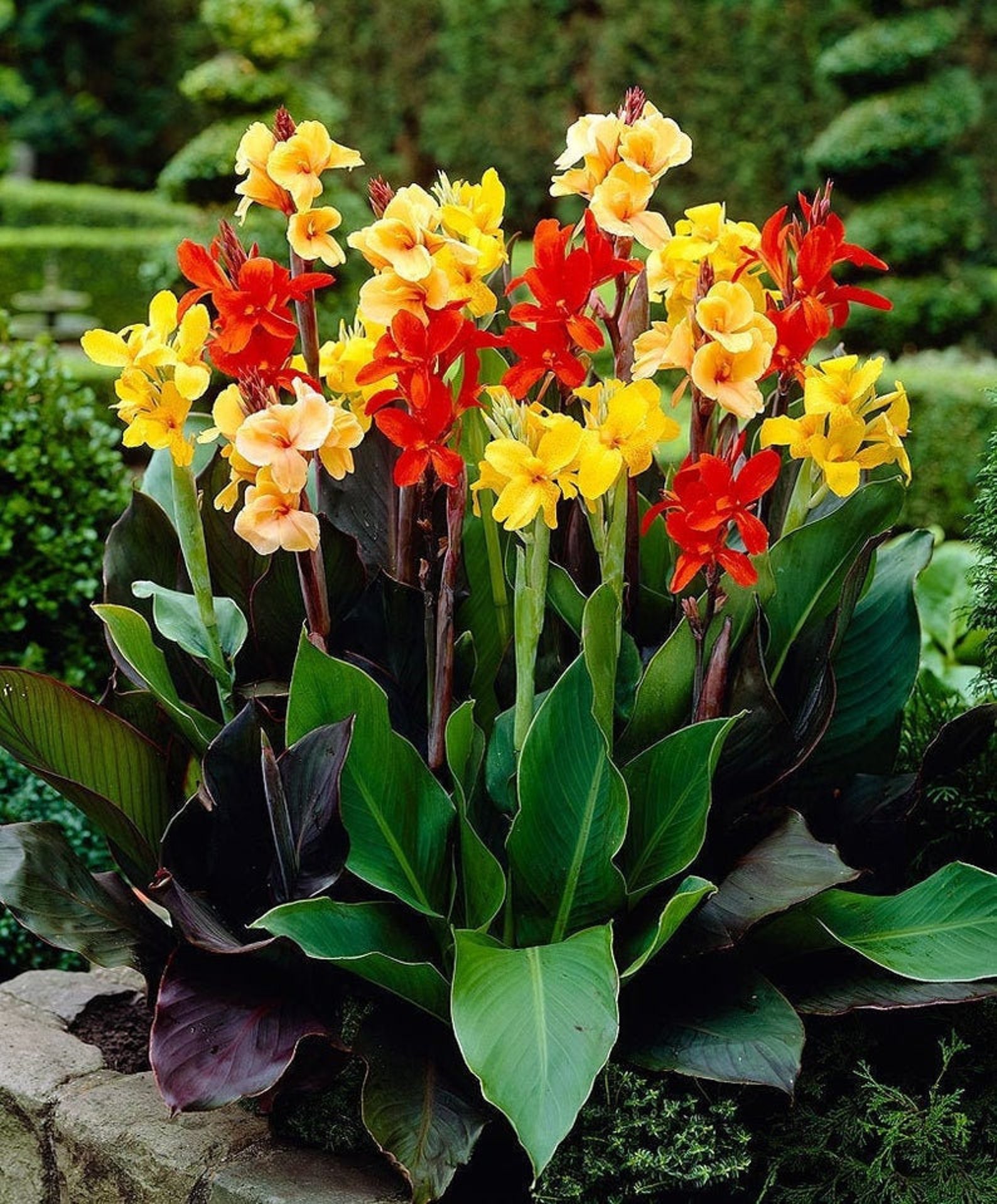 Canna Indica Mixture 8 Seeds GMO Free | Etsy