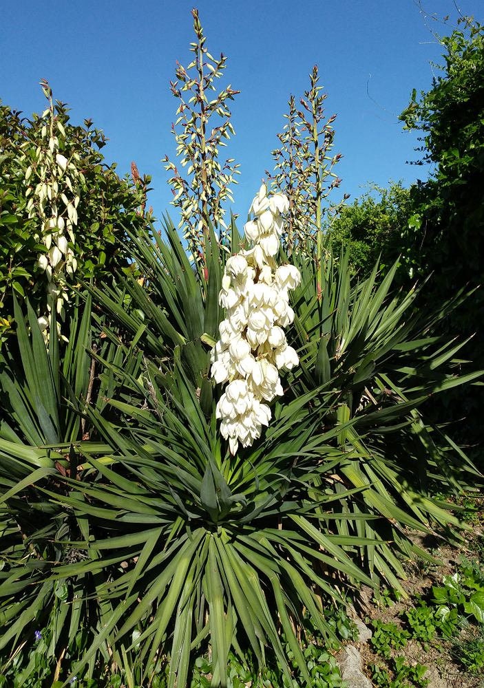 Yucca Filamentosa