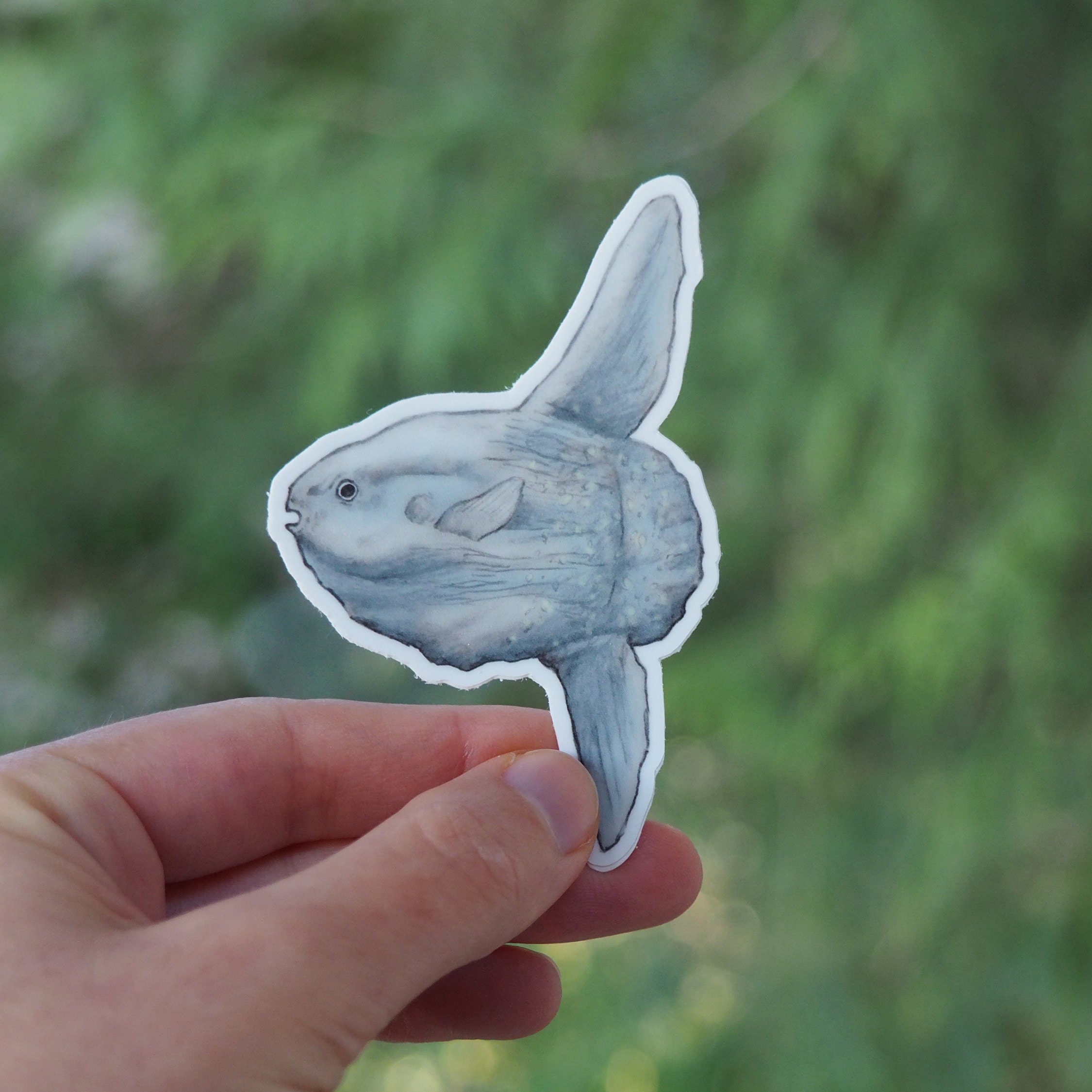 Sunfish Sticker - Etsy