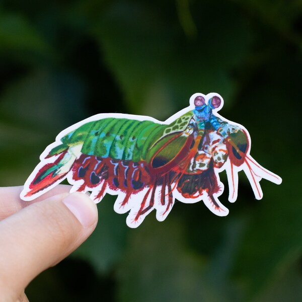 Mantis Shrimp - Etsy