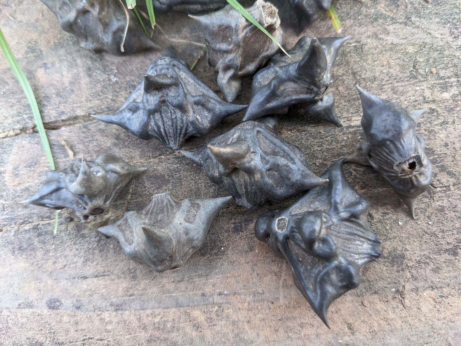 Pouch of Bat Nuts Water chestnut seed pod Trapa Natans | Etsy