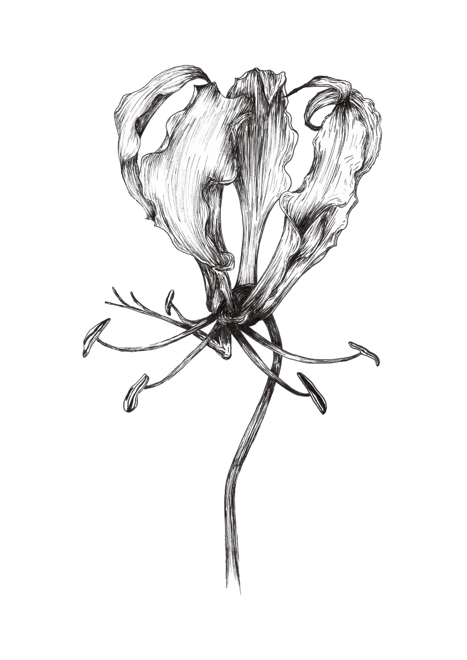 Fire Lily Zimbabwean Flower Hand Drawn Black and White Drawing ...