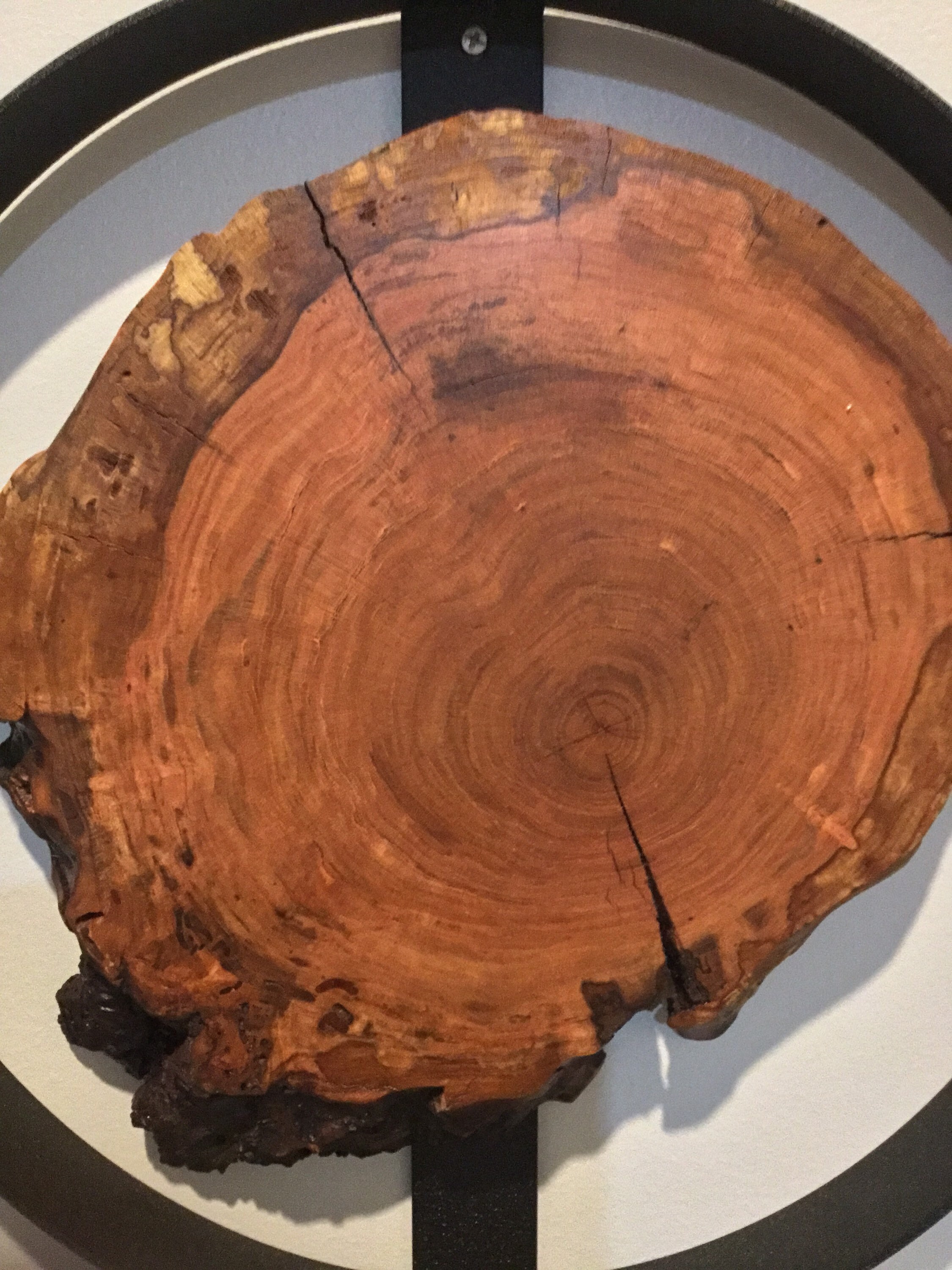 Beautiful Red Cherry Burl Wall Art - Etsy
