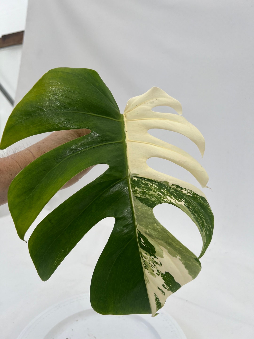 Monstera Borsigiana Albo Cutting CUT-ALBO-5-5704 - Etsy