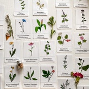 MEGA Bundle Plant Study, Plant Life Cycle, Parts of a Plant, Parts of a ...