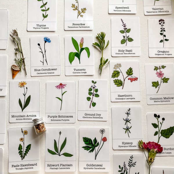 Life Cycle of a Plant Botany Pack Montessori Culture - Etsy Canada