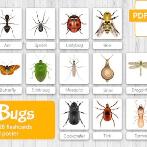 Insects Flash Cards + Poster: Montessori Learning Material (PDF) - Etsy