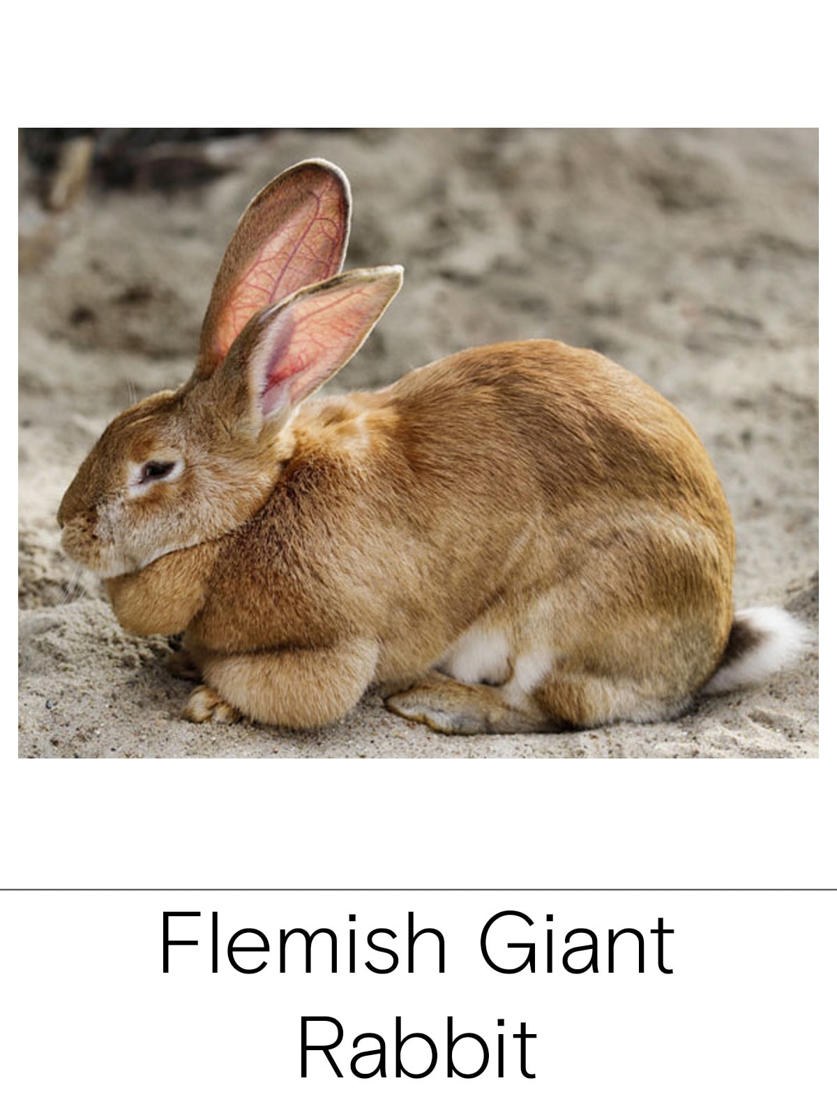 Rabbit Breeds Montessori Cards: Educational Flash Cards (printable PDF ...