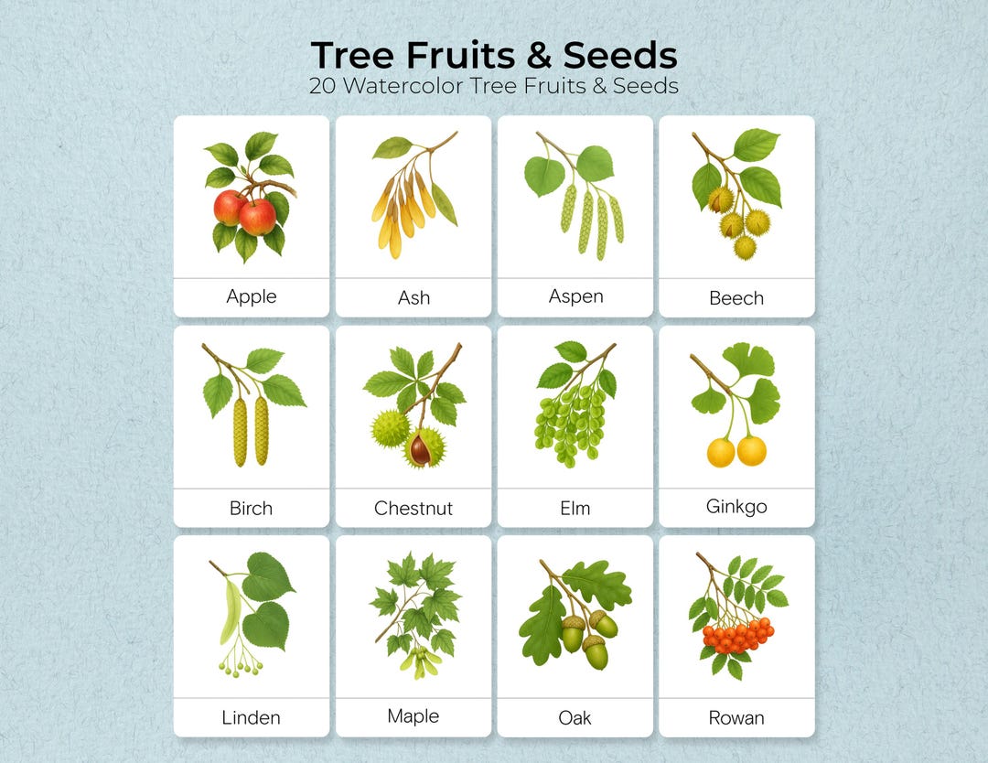 Watercolor Tree Fruits & Seeds Flashcards, Montessori Nature Cards (PDF ...