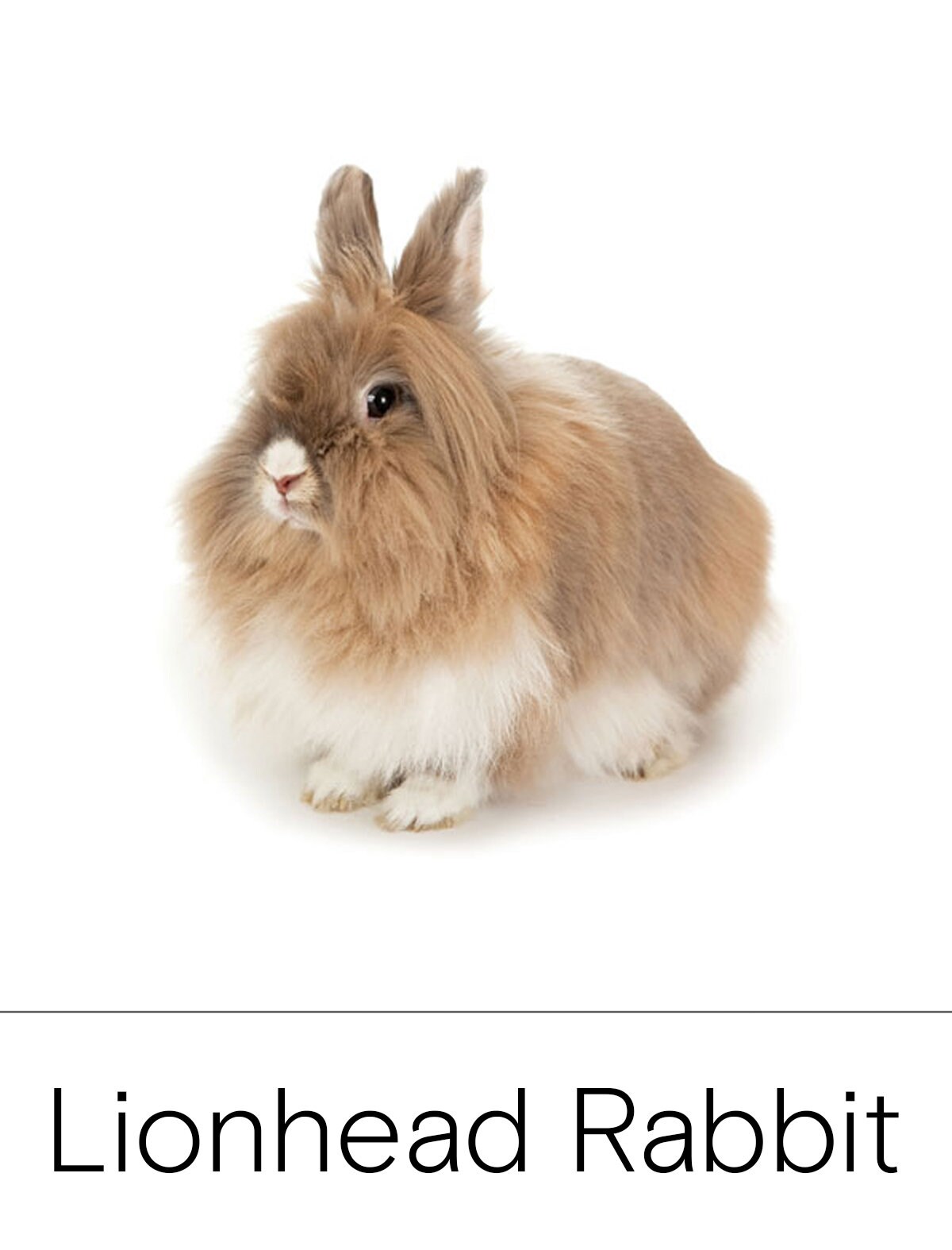 Rabbit Breeds Montessori Cards: Educational Flash Cards (printable PDF ...