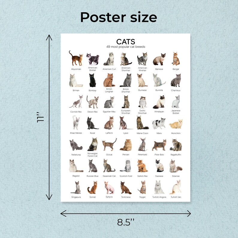 Cat Breeds Montessori Three Part Cards: Facts & Picture + Poster ...