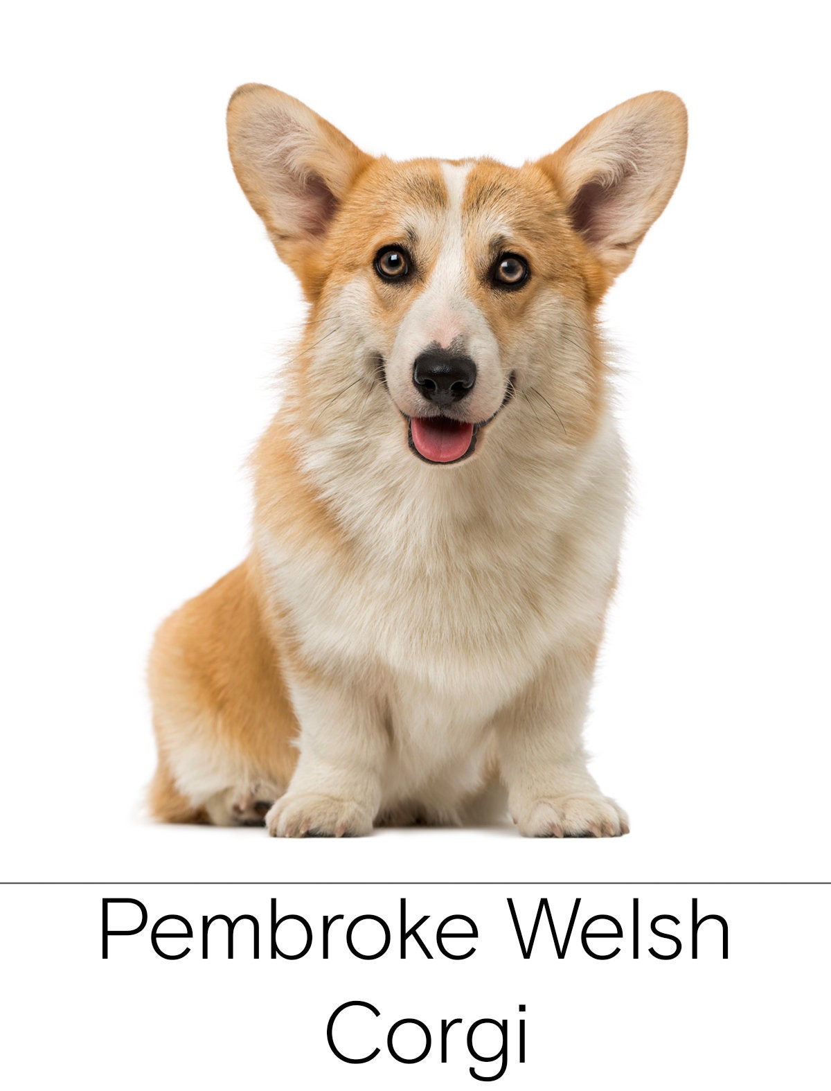 DOG BREEDS, Montessori 3 Part Cards and Fact Cards, Montessori Cards ...