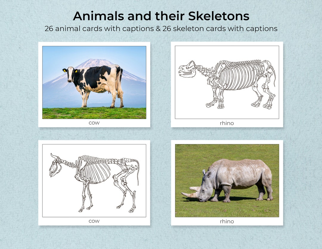 Animal Skeleton Flash Cards: Montessori Learning (digital Download) - Etsy