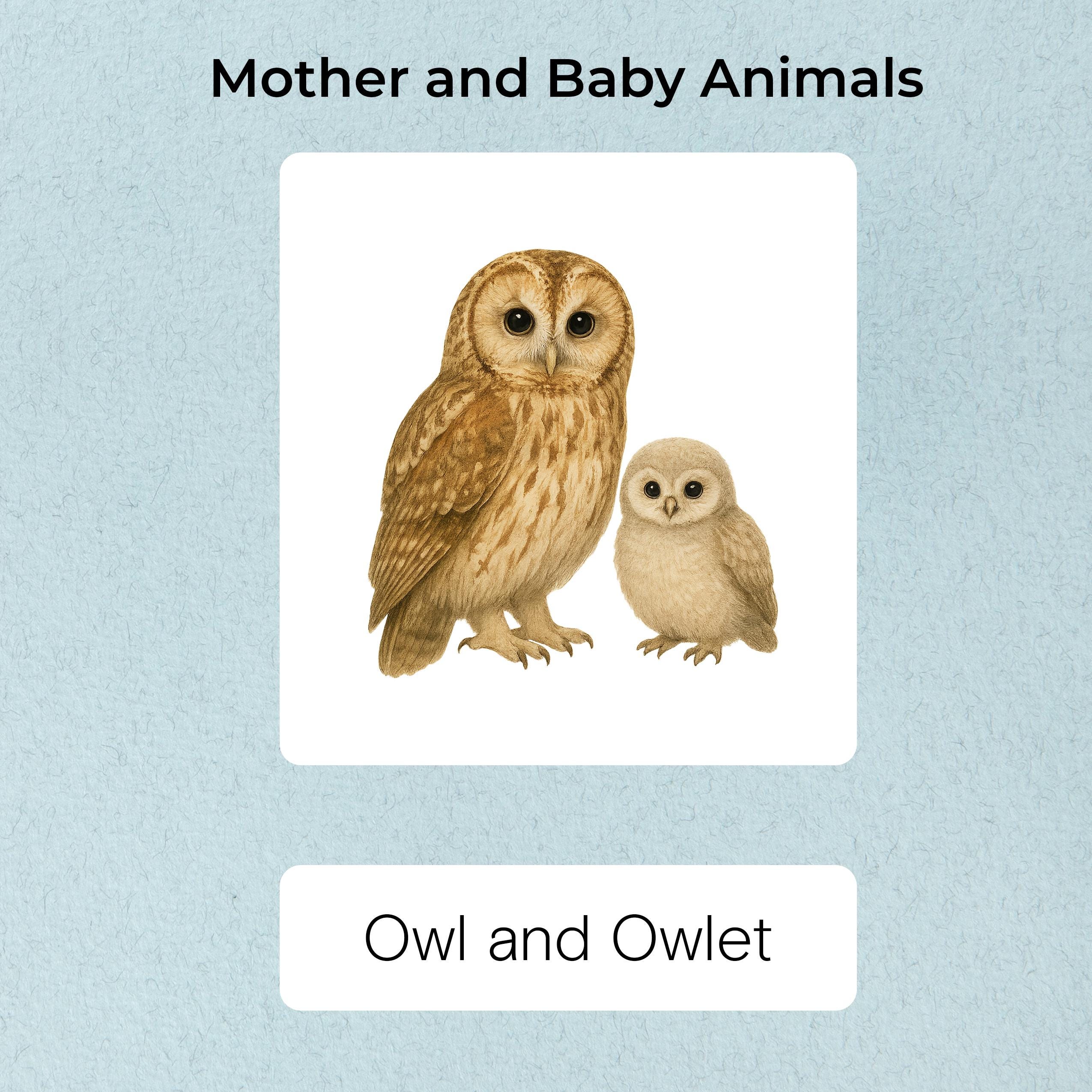 Mother and Baby Animals Flashcards, Farm, Forest & Wild Animal Cards ...