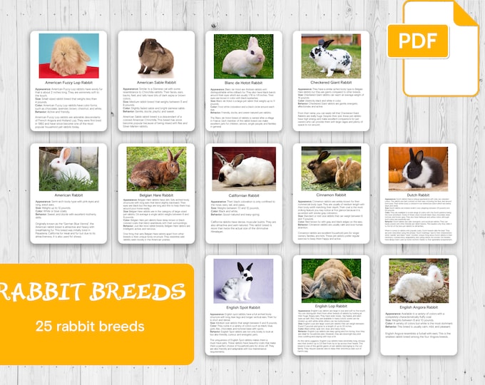 Montessori Parts of an Ecosystem Three/four Part Cards - Etsy