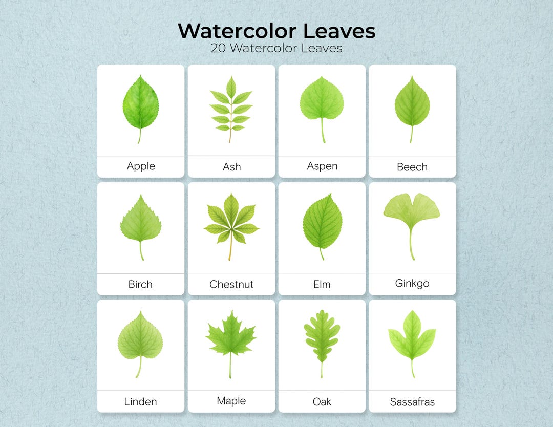Watercolor Tree Leaves Flashcards, Montessori Cards (PDF) - Etsy